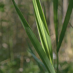 Common reed - Species - UPM Forest Life