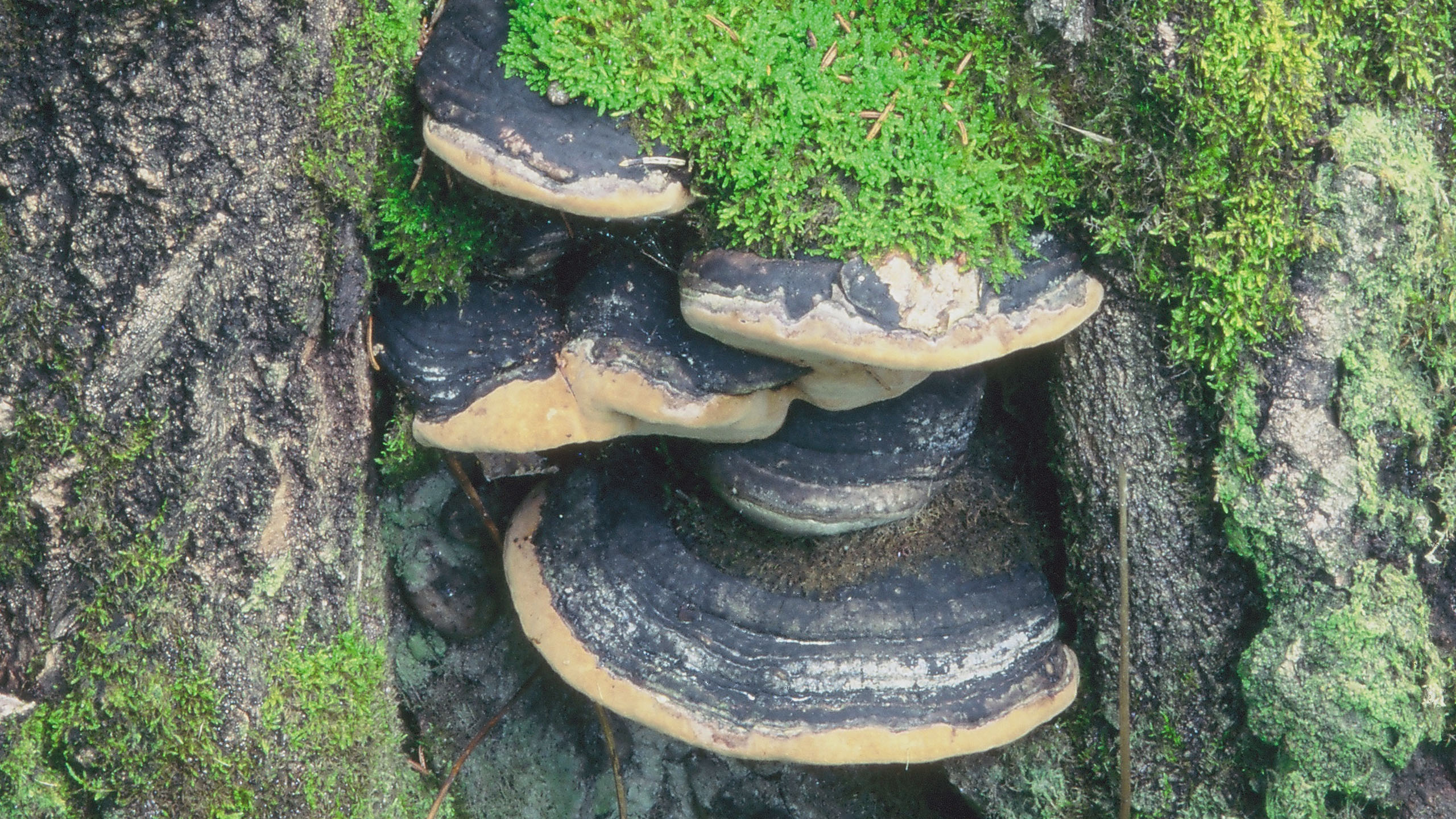 Phellinus populicola - Species - UPM Forest Life