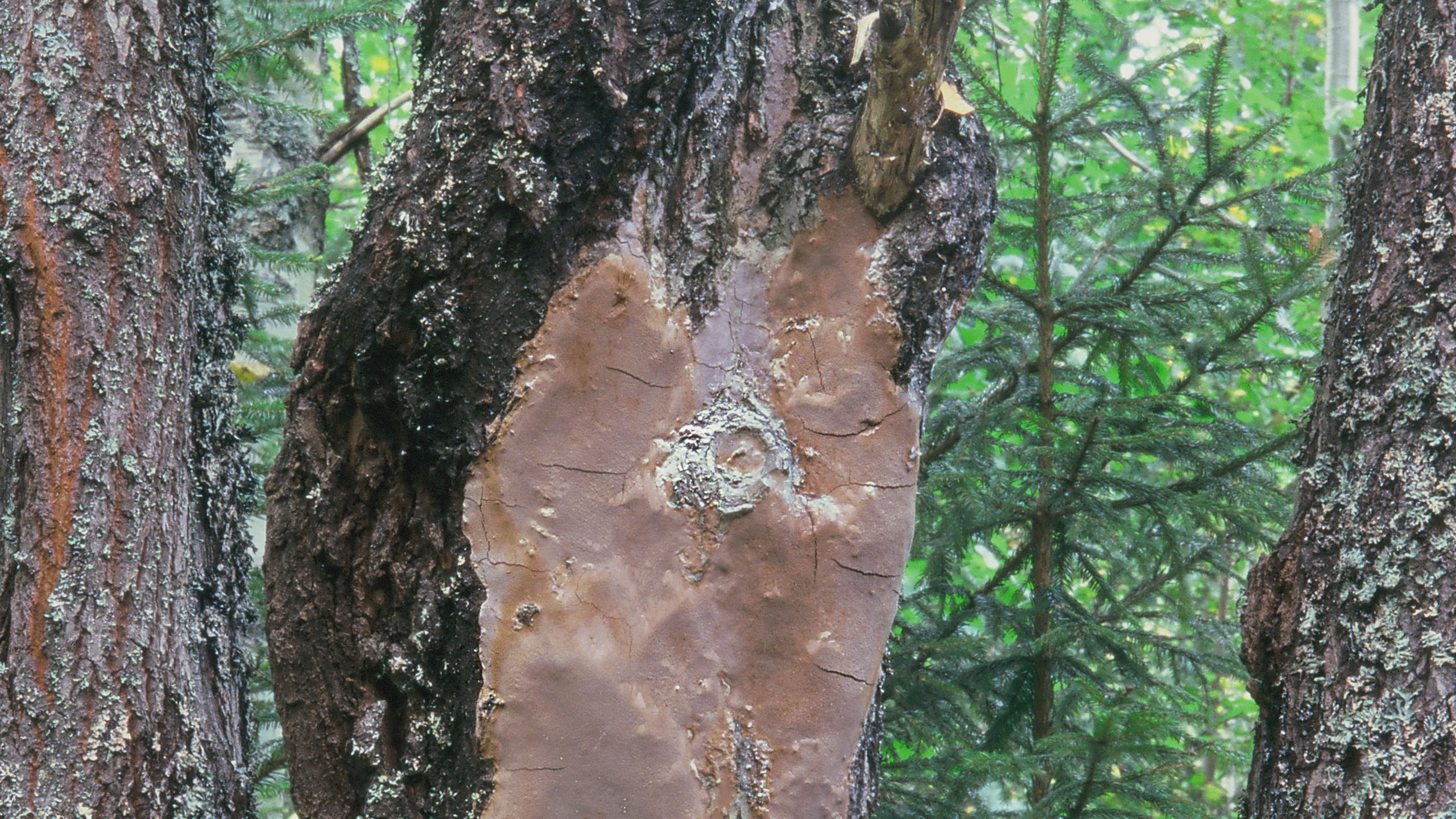 Phellinus punctatus - Species - UPM Forest Life