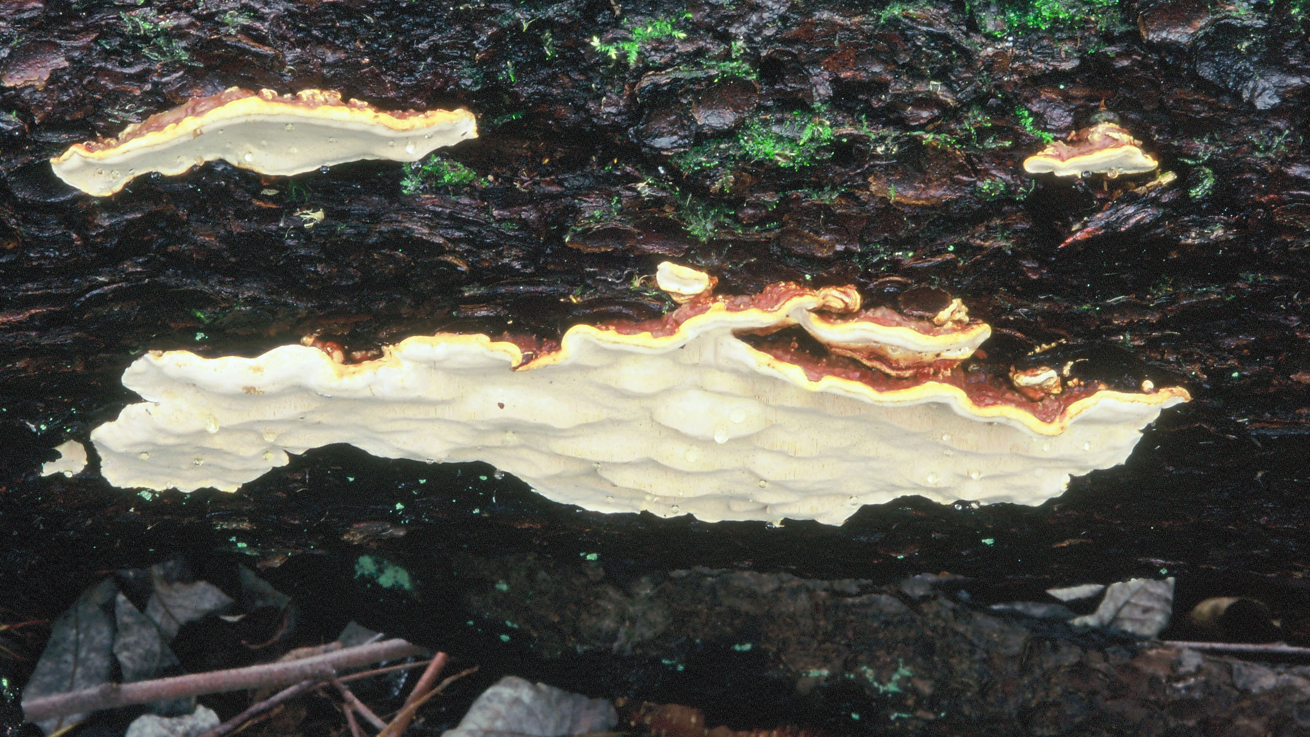 Heterobasidion parviporum - Species - UPM Forest Life