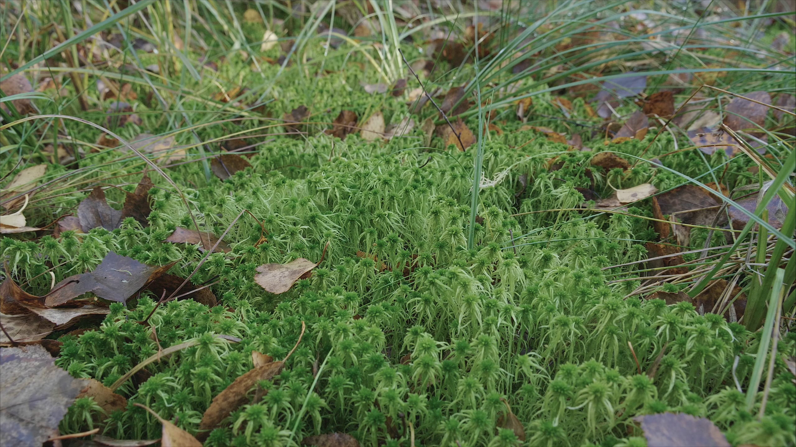 Cleft bog-moss - Species - UPM Forest Life