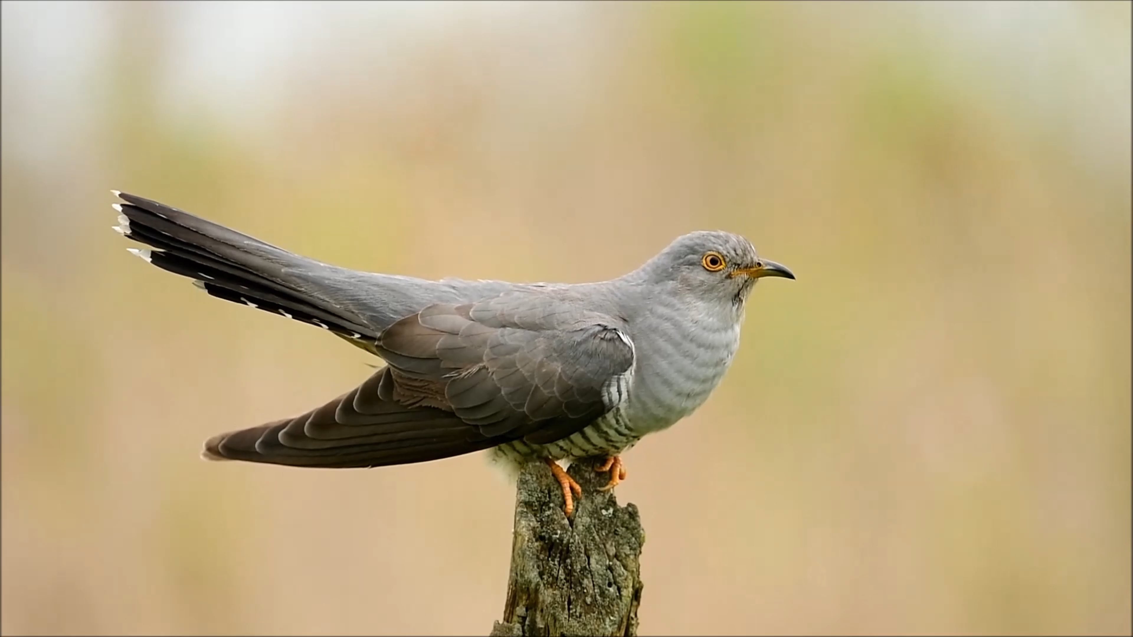 Cuckoo Bird Flying