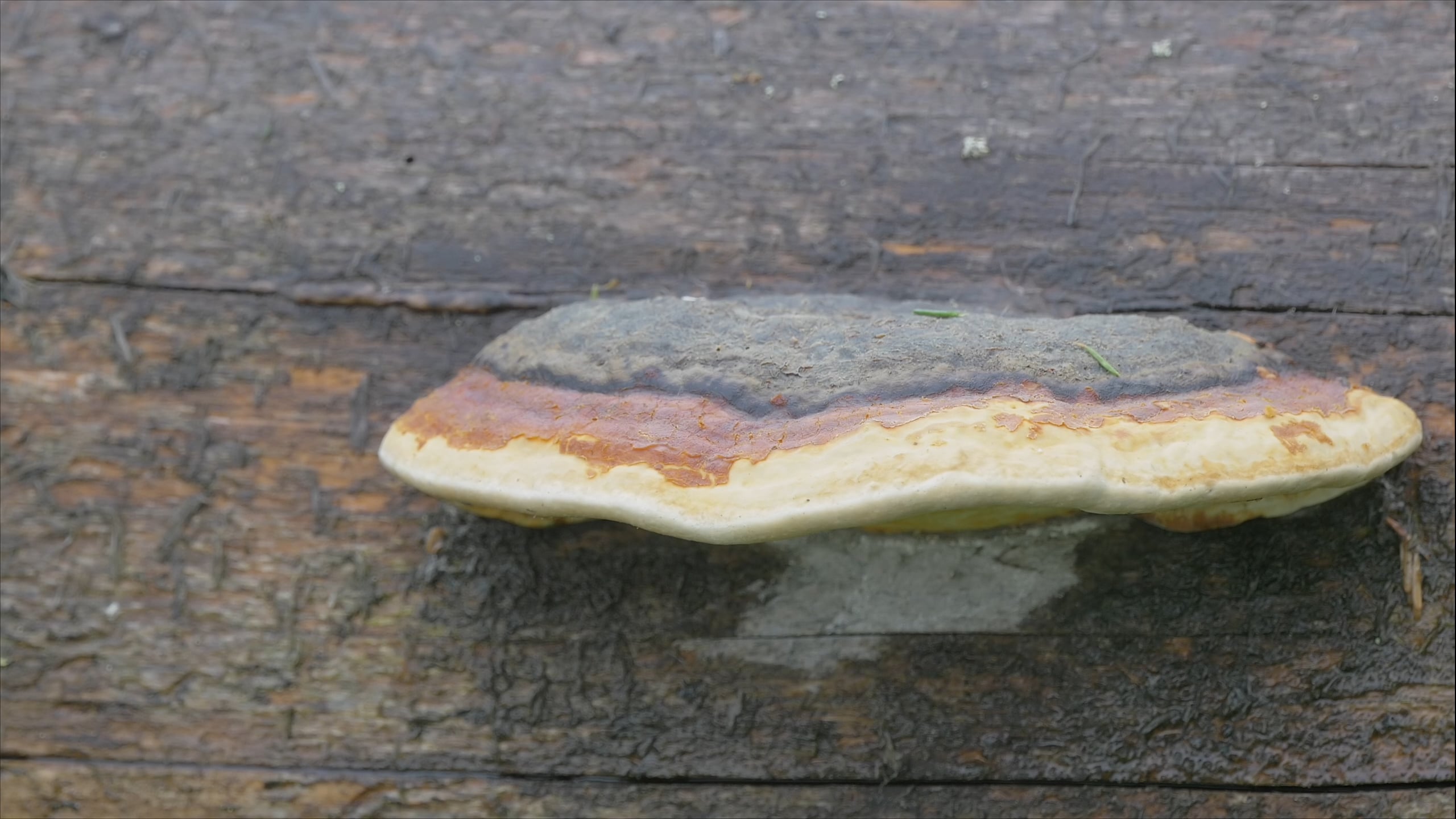 Red belt conk - Species - UPM Forest Life