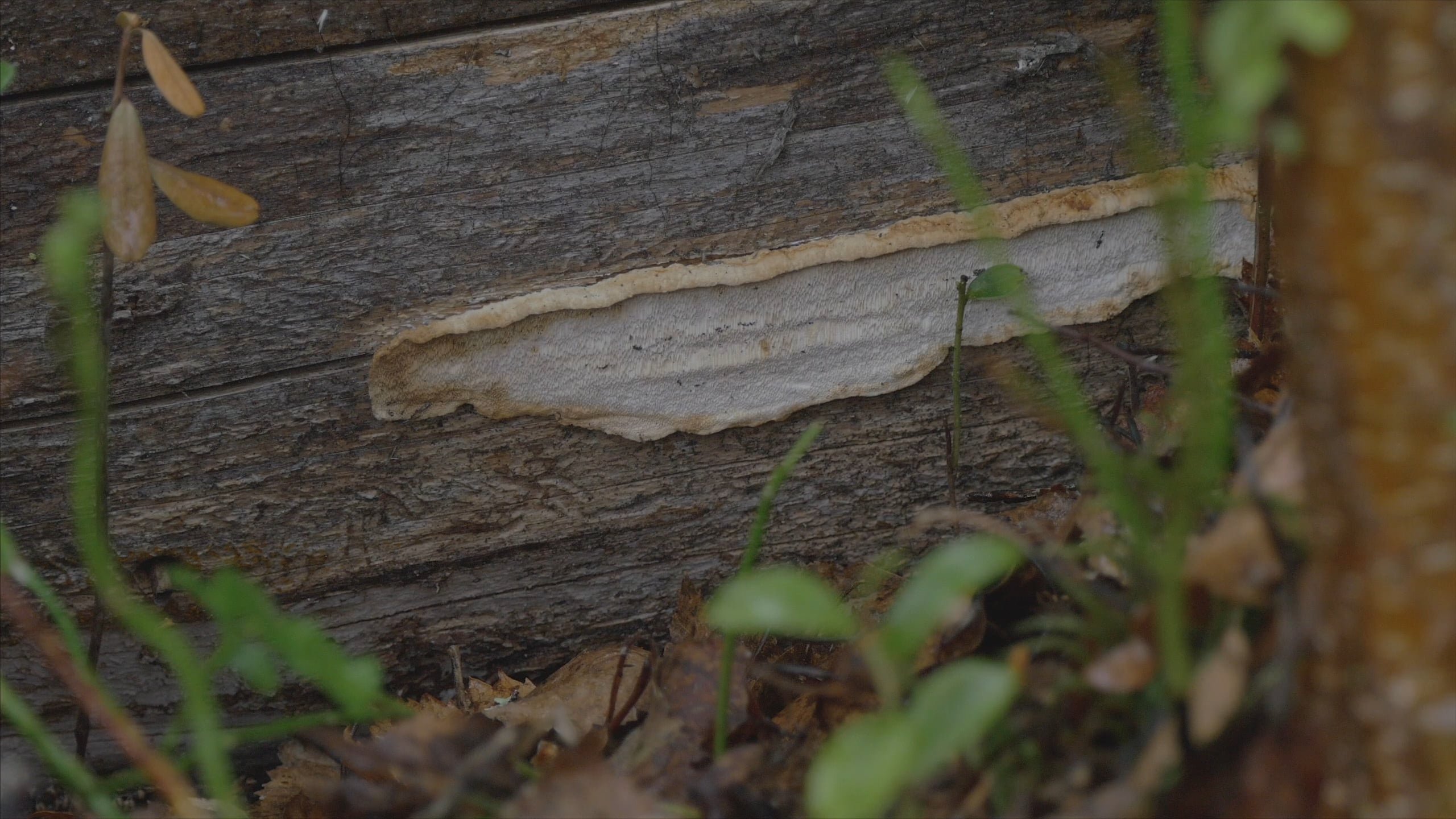 Antrodia serialis - Species - UPM Forest Life