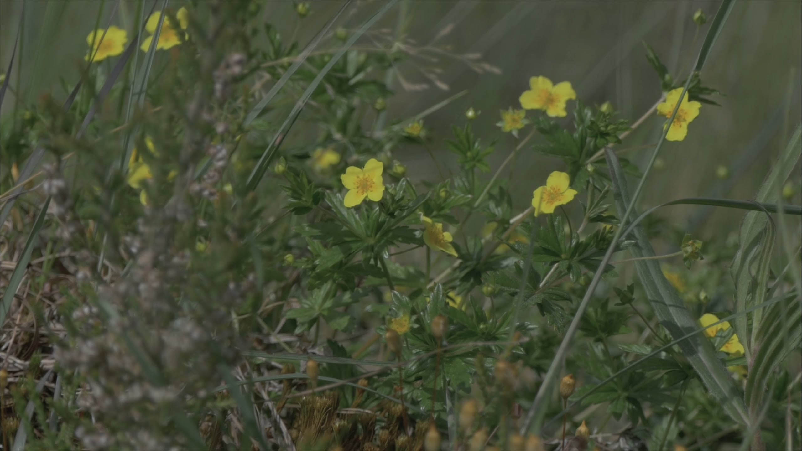 Tormentil - Species - UPM Forest Life