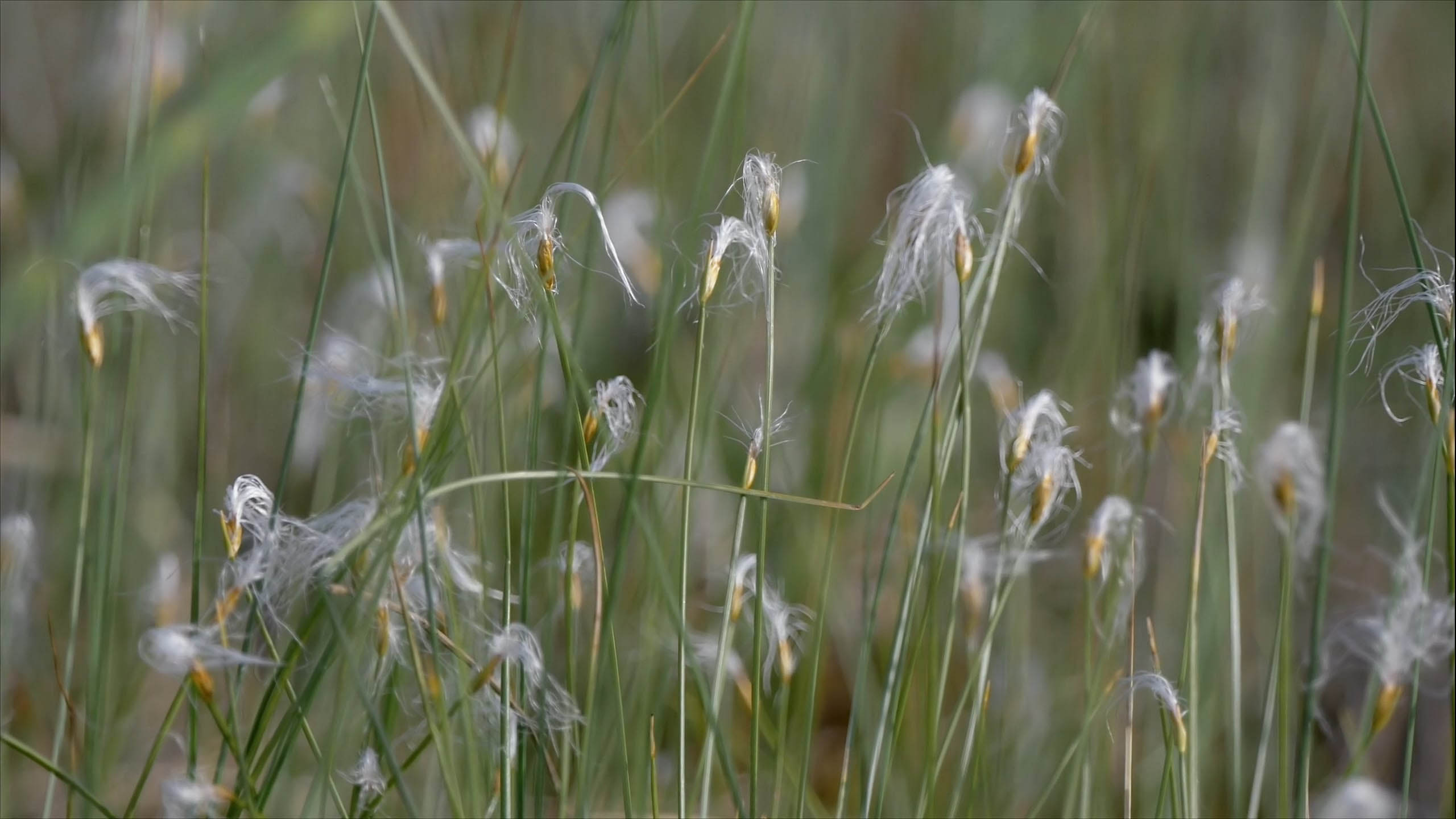 Alpine bulrush - Species - UPM Forest Life