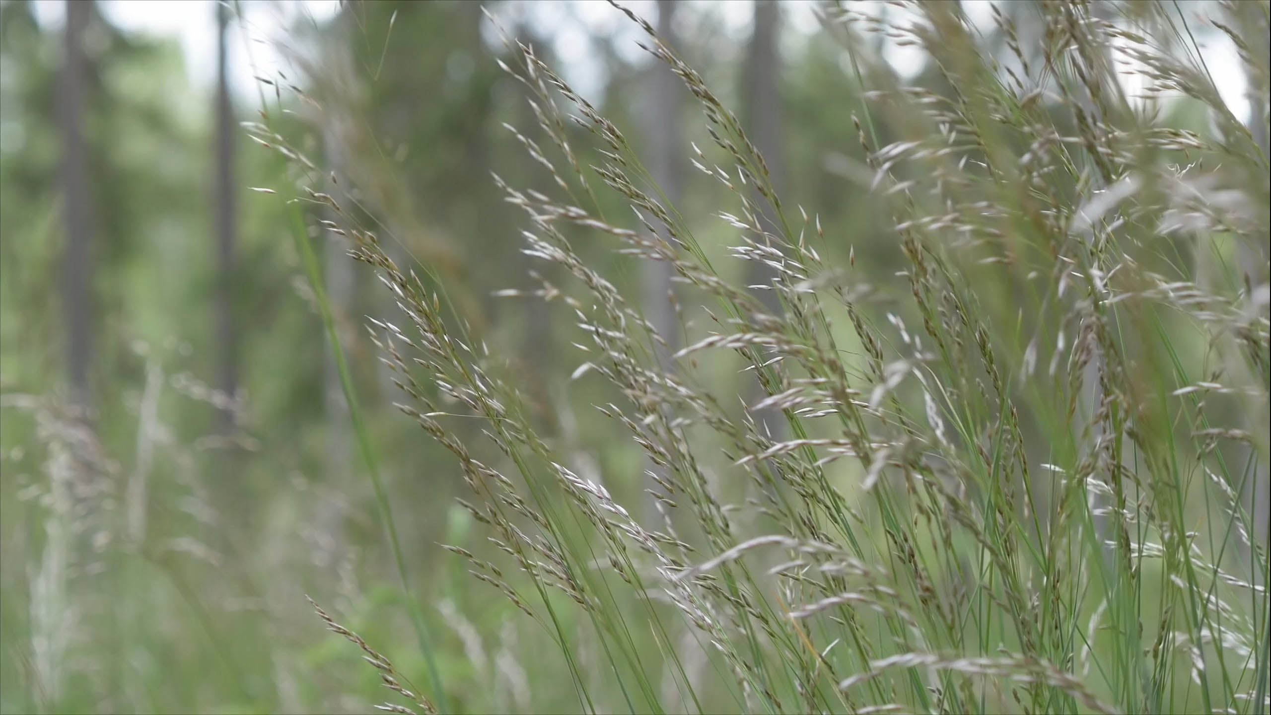 Wavy hair-grass - Species - UPM Forest Life