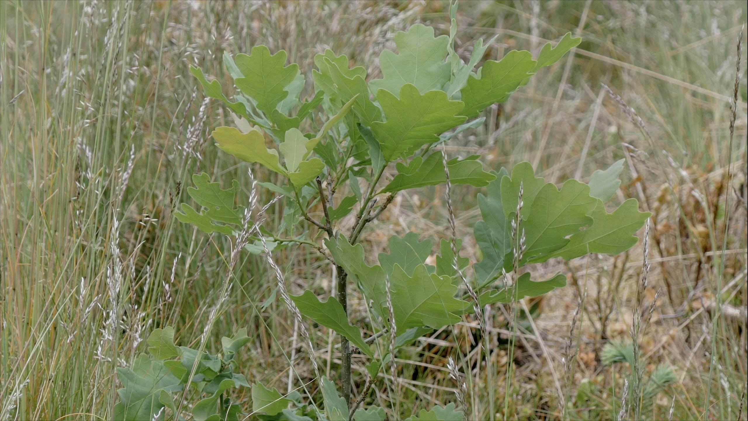 Common oak - Species - UPM Forest Life