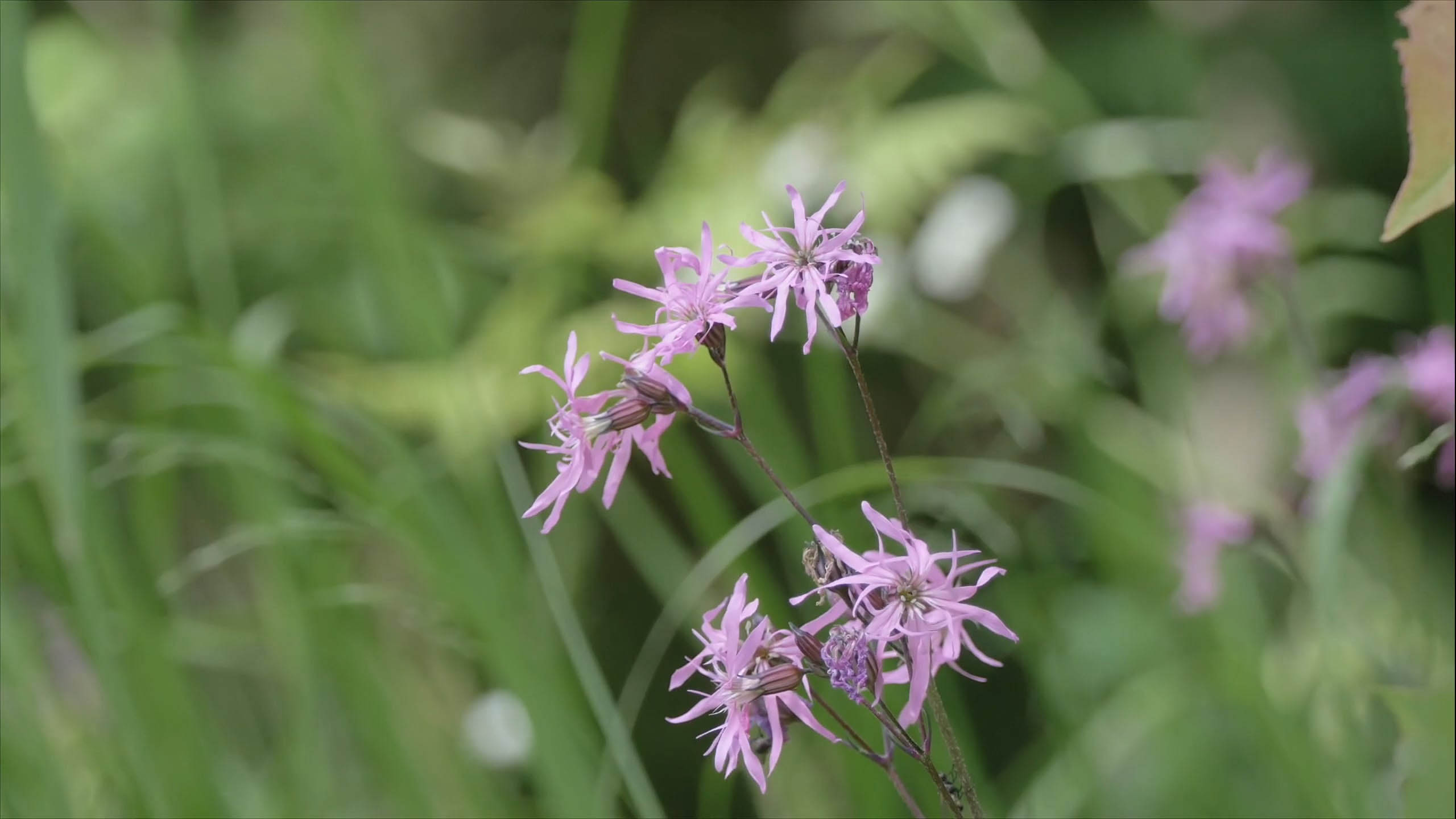 Ragged robin - Species - UPM Forest Life