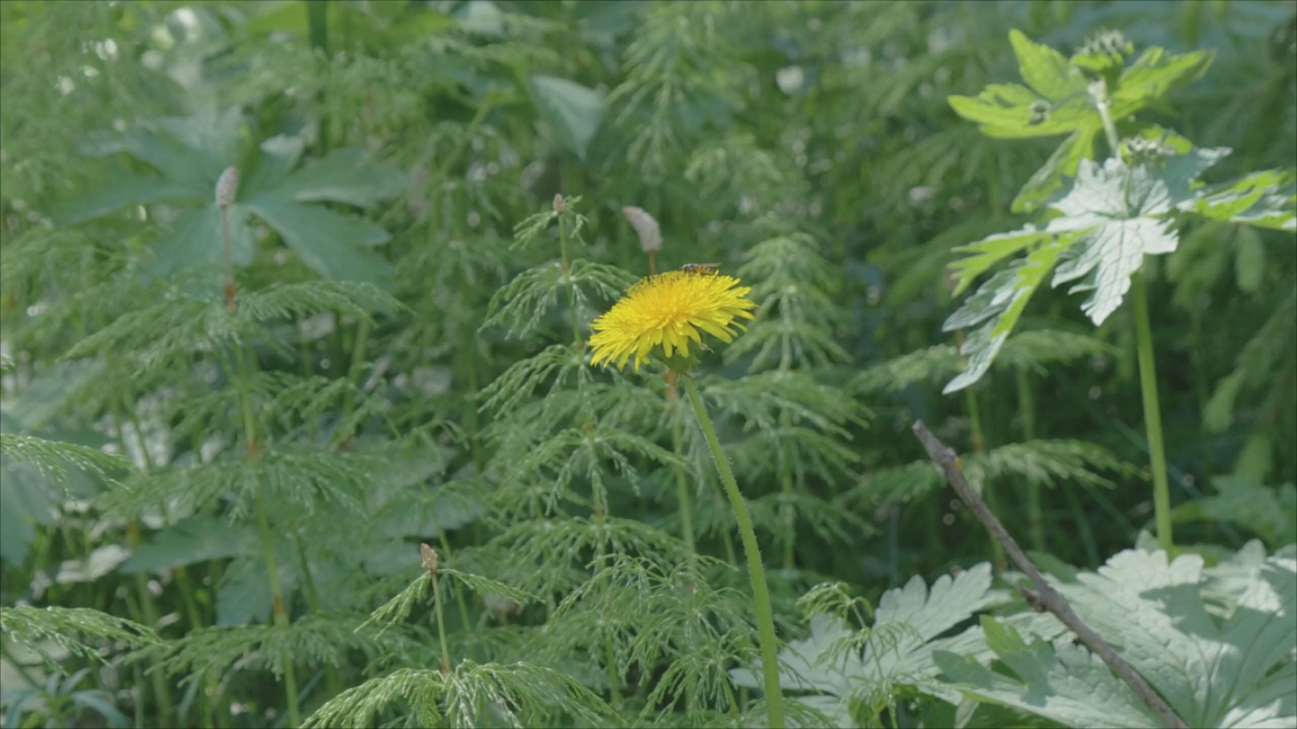Dandelion - Species - UPM Forest Life