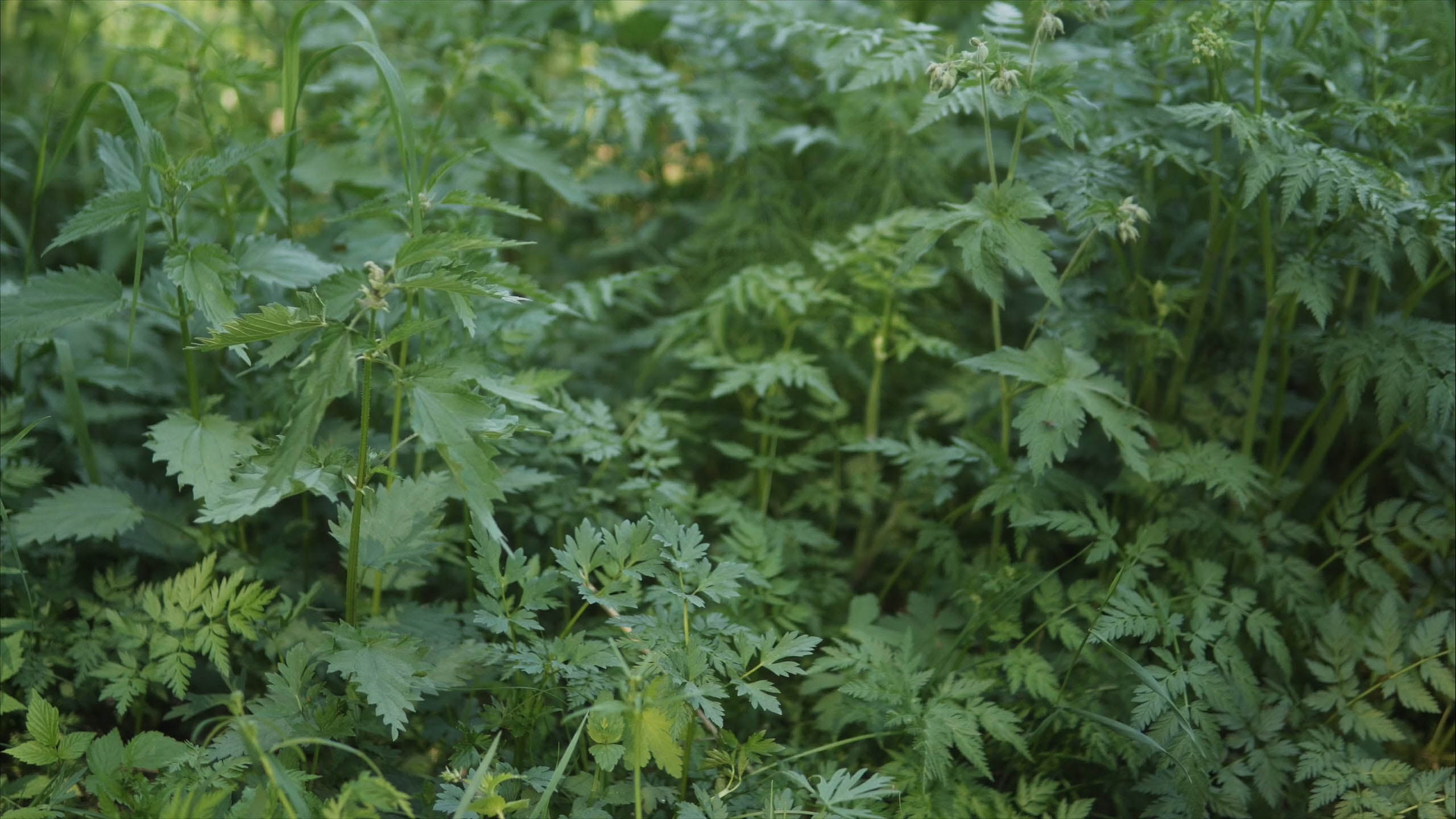Stinging nettle - Species - UPM Forest Life