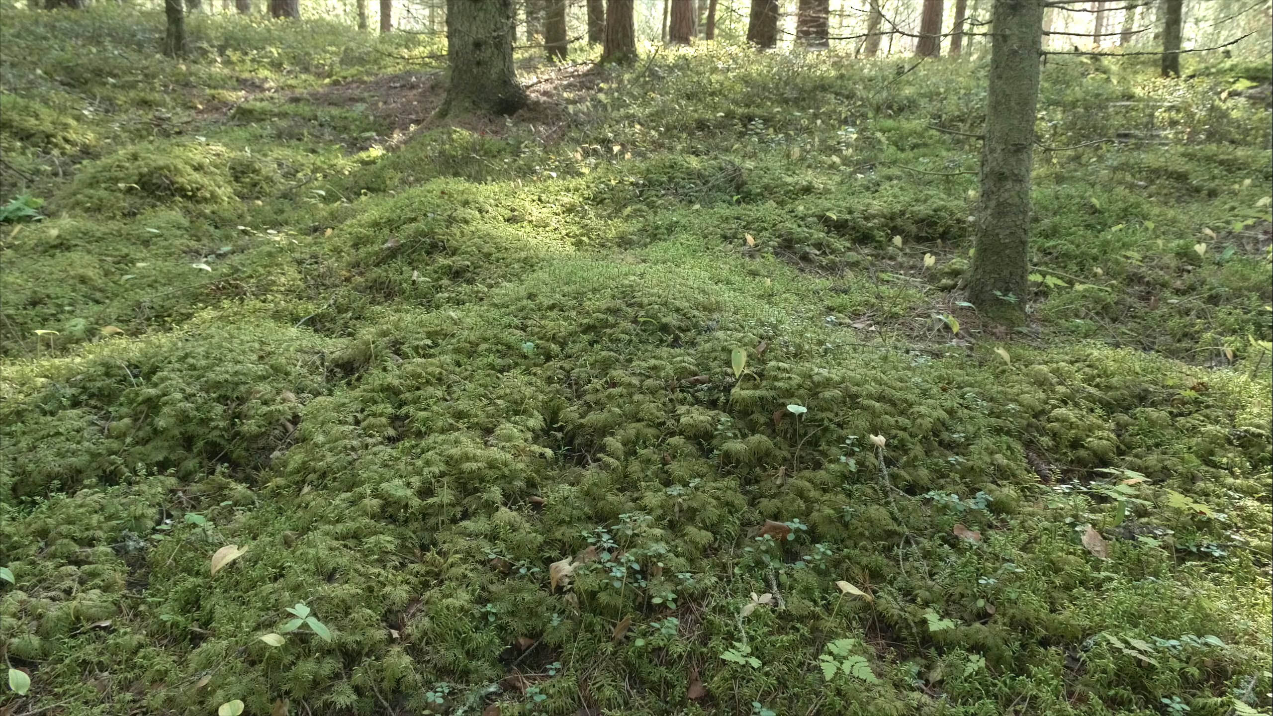 Stair-step moss - Species - UPM Forest Life
