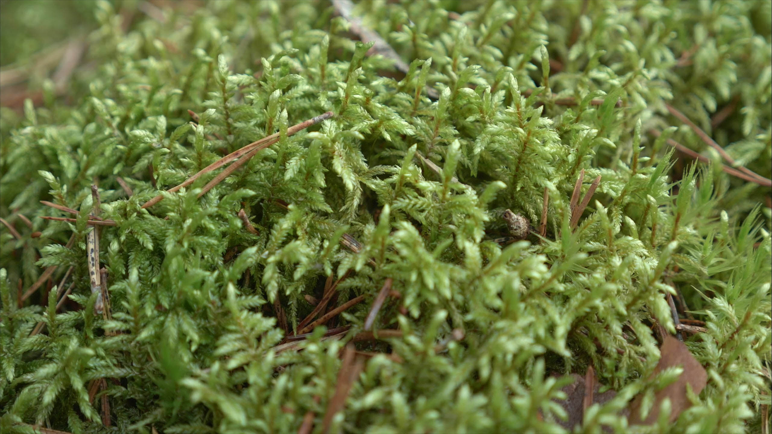 Red-stemmed feathermoss - Species - UPM Forest Life