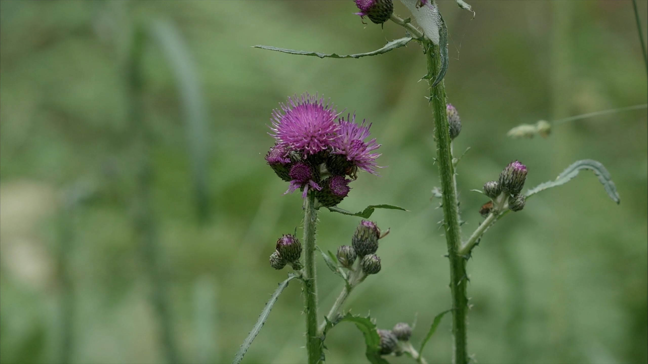 Marsh thistle - Species - UPM Forest Life