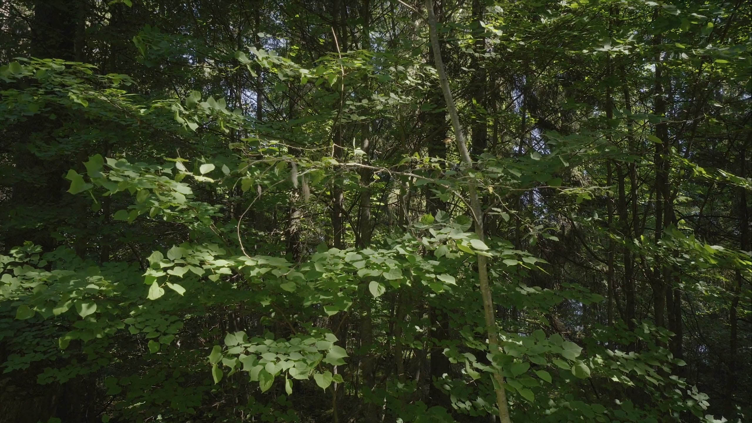 Common Lime Tree In Deciduous Forest