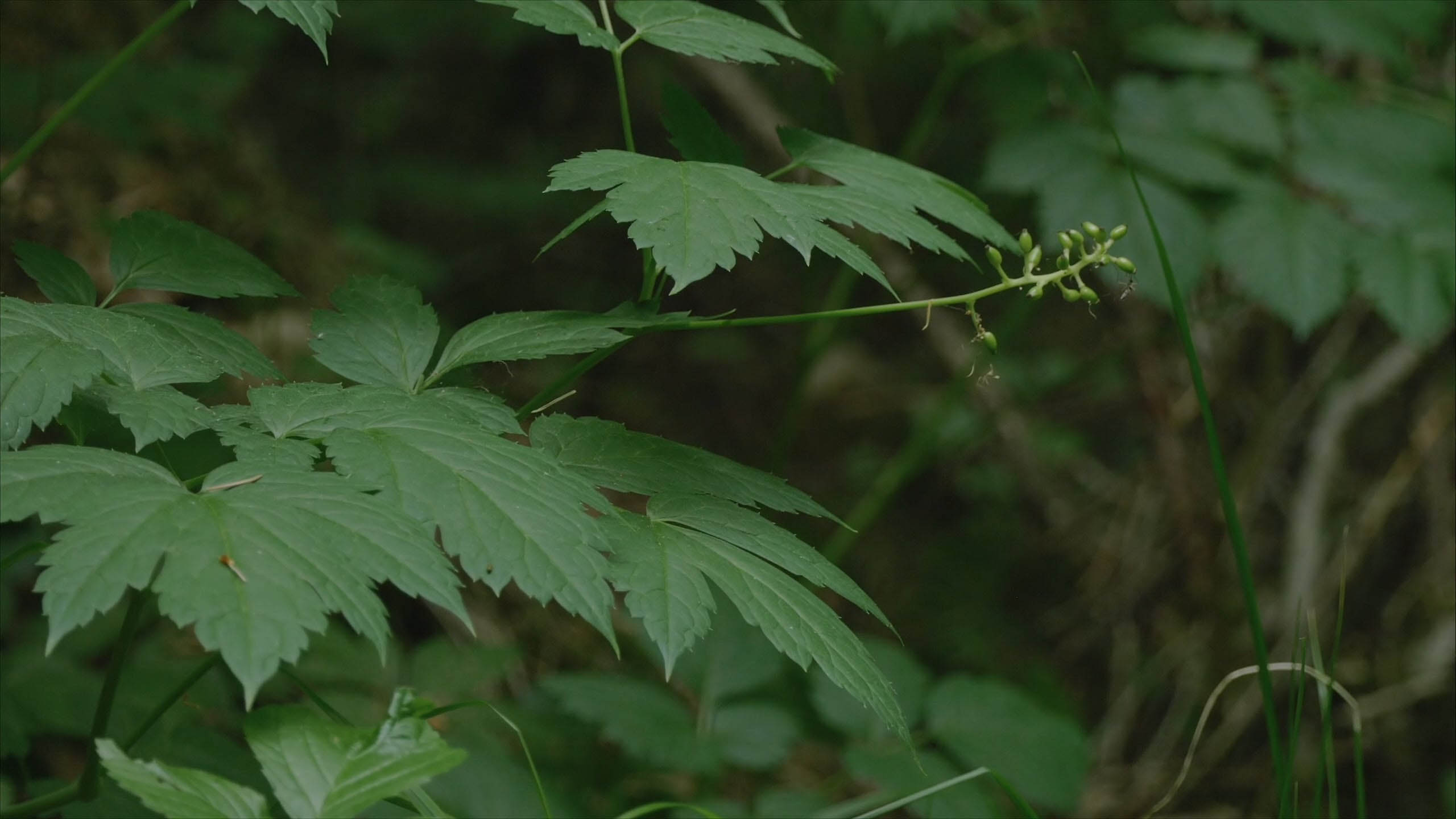 Herb christopher - Species - UPM Forest Life