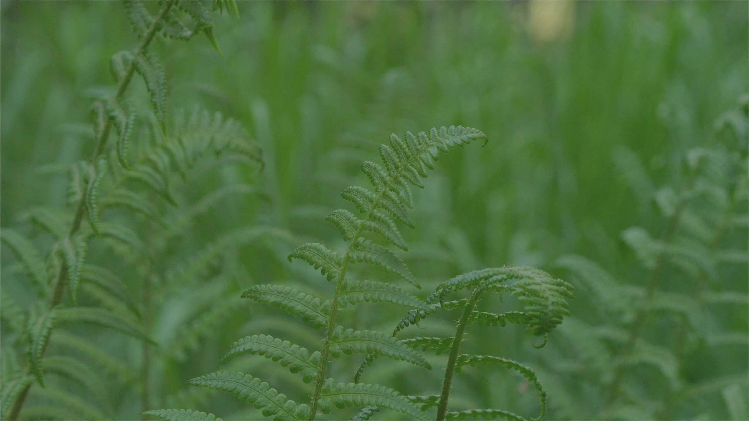 Male fern - Species - UPM Forest Life