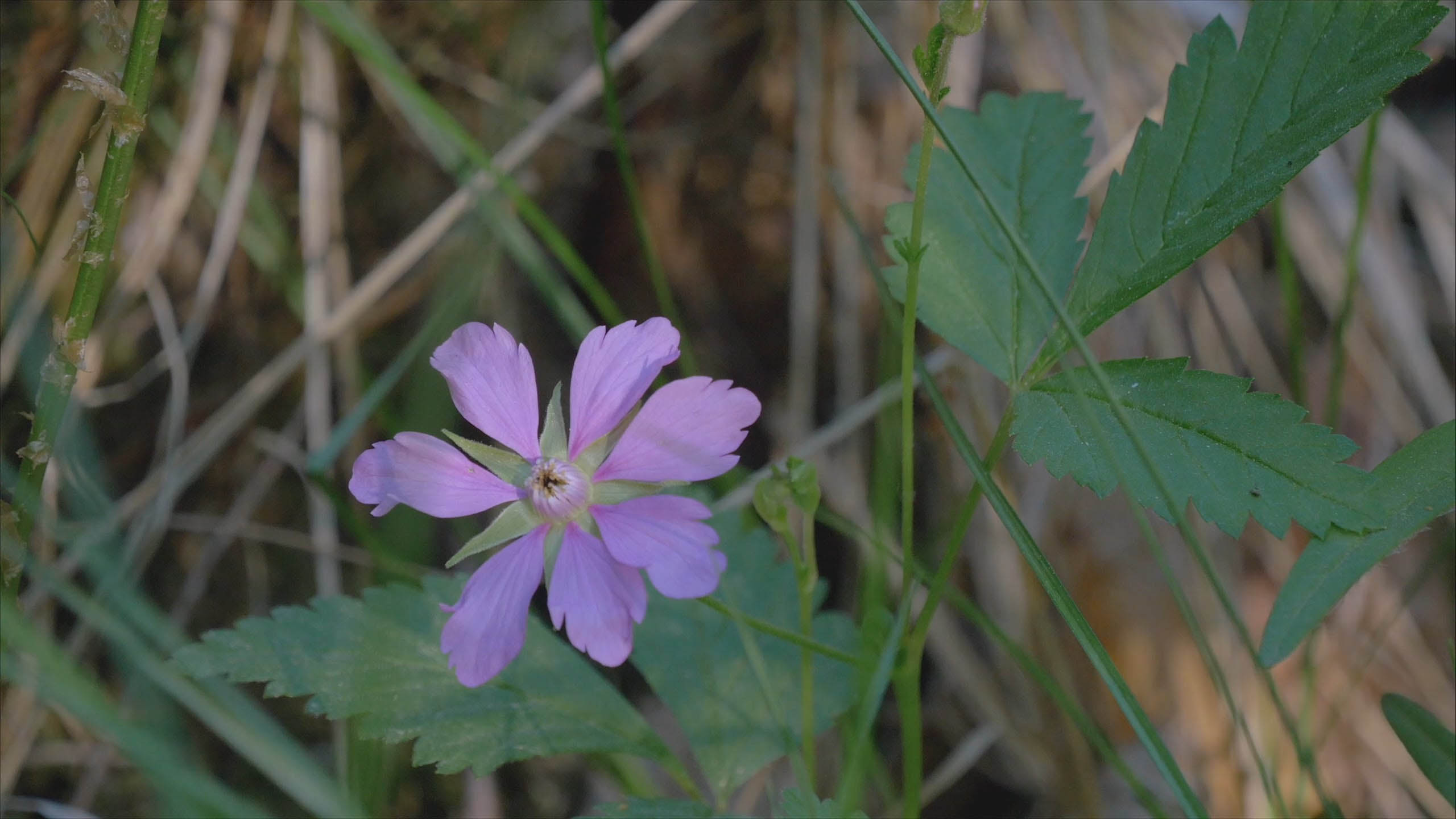 Arctic bramble - Species - UPM Forest Life