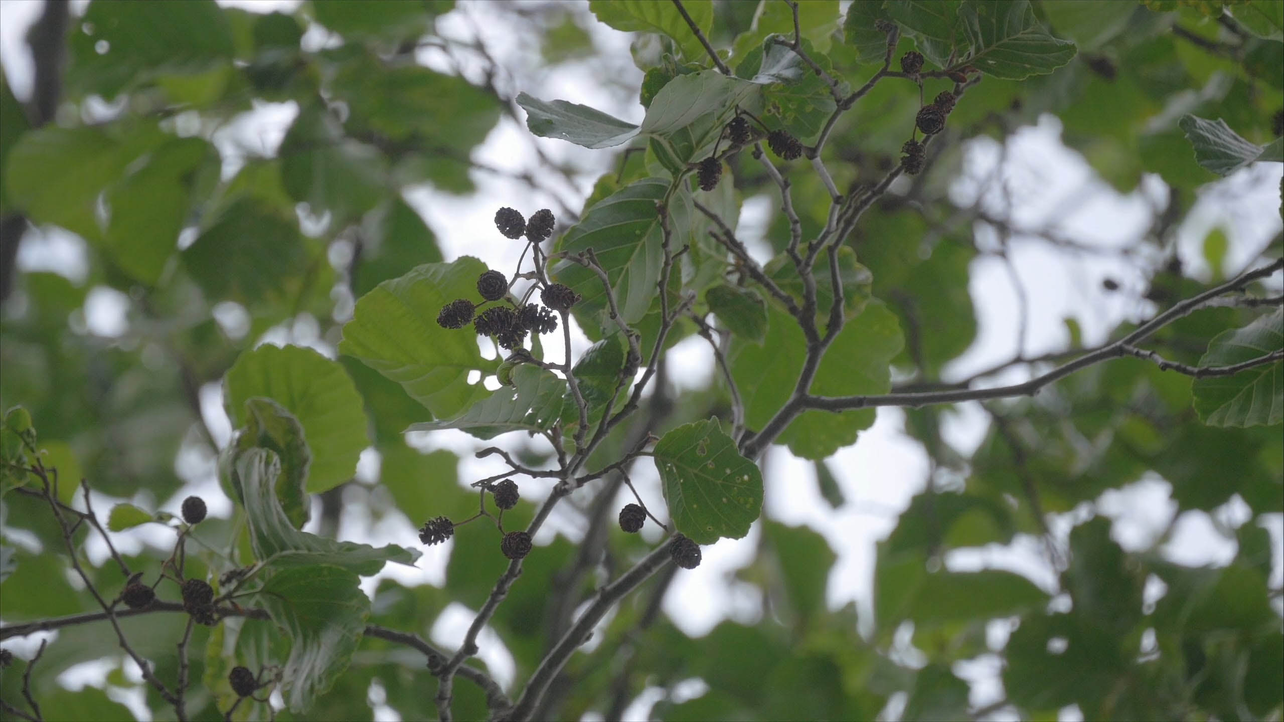 Common alder - Species - UPM Forest Life