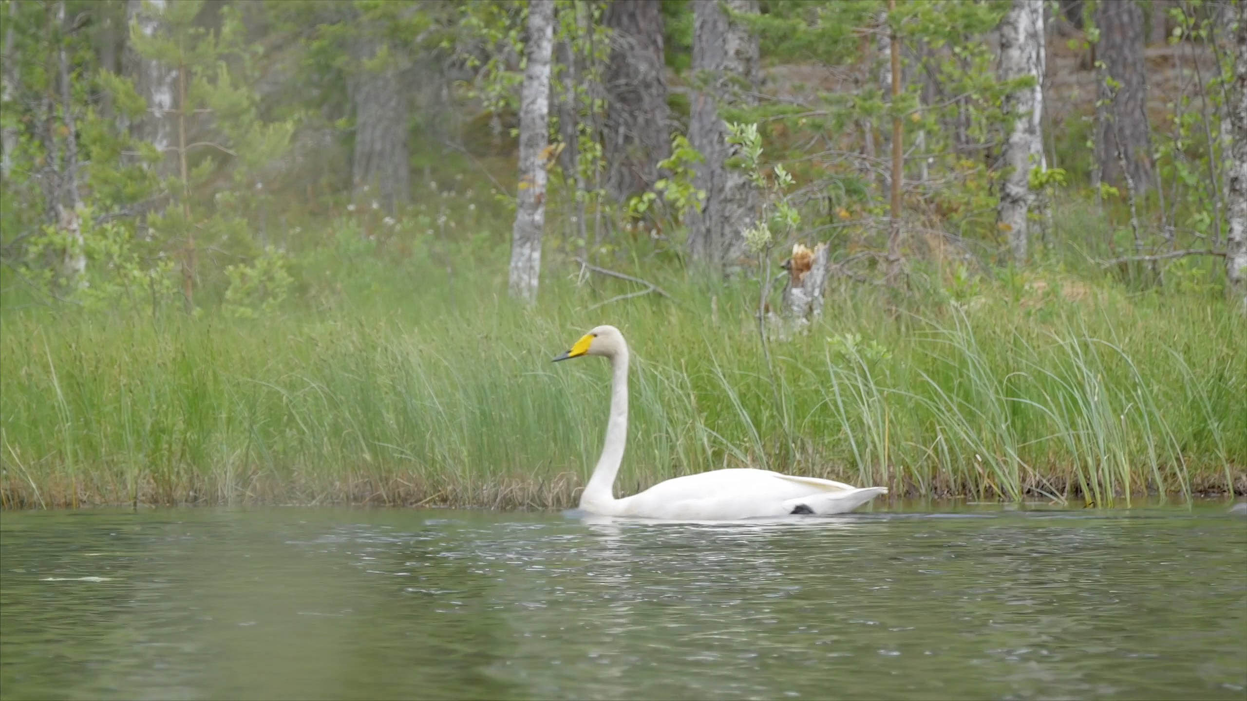 Whooper swan - Species - UPM Forest Life