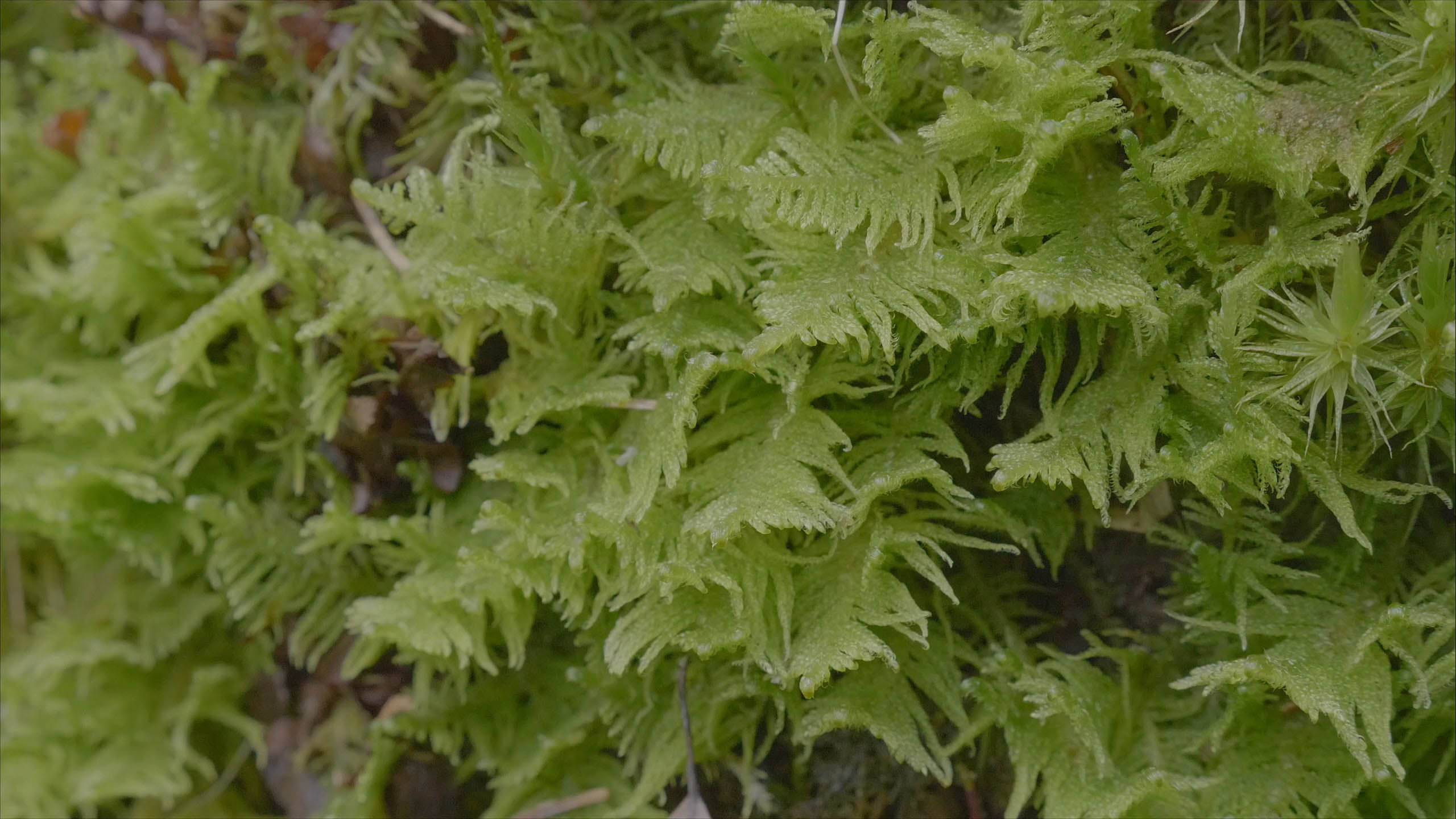 Knights plume moss - Species - UPM Forest Life
