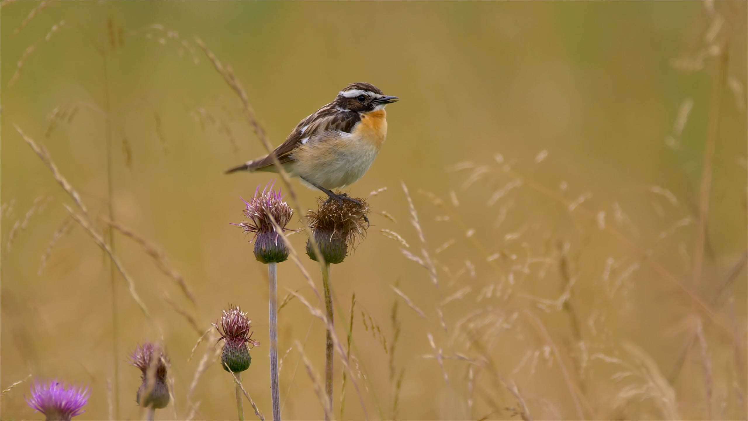 Whinchat - Species - UPM Forest Life