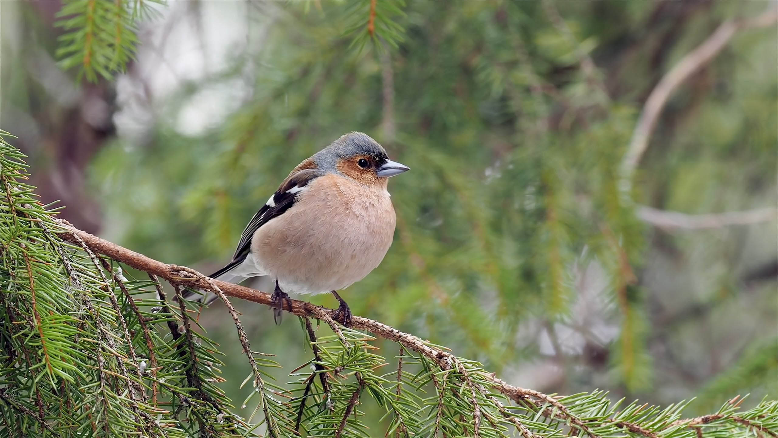 Peippo - Lajit - UPM Forest Life