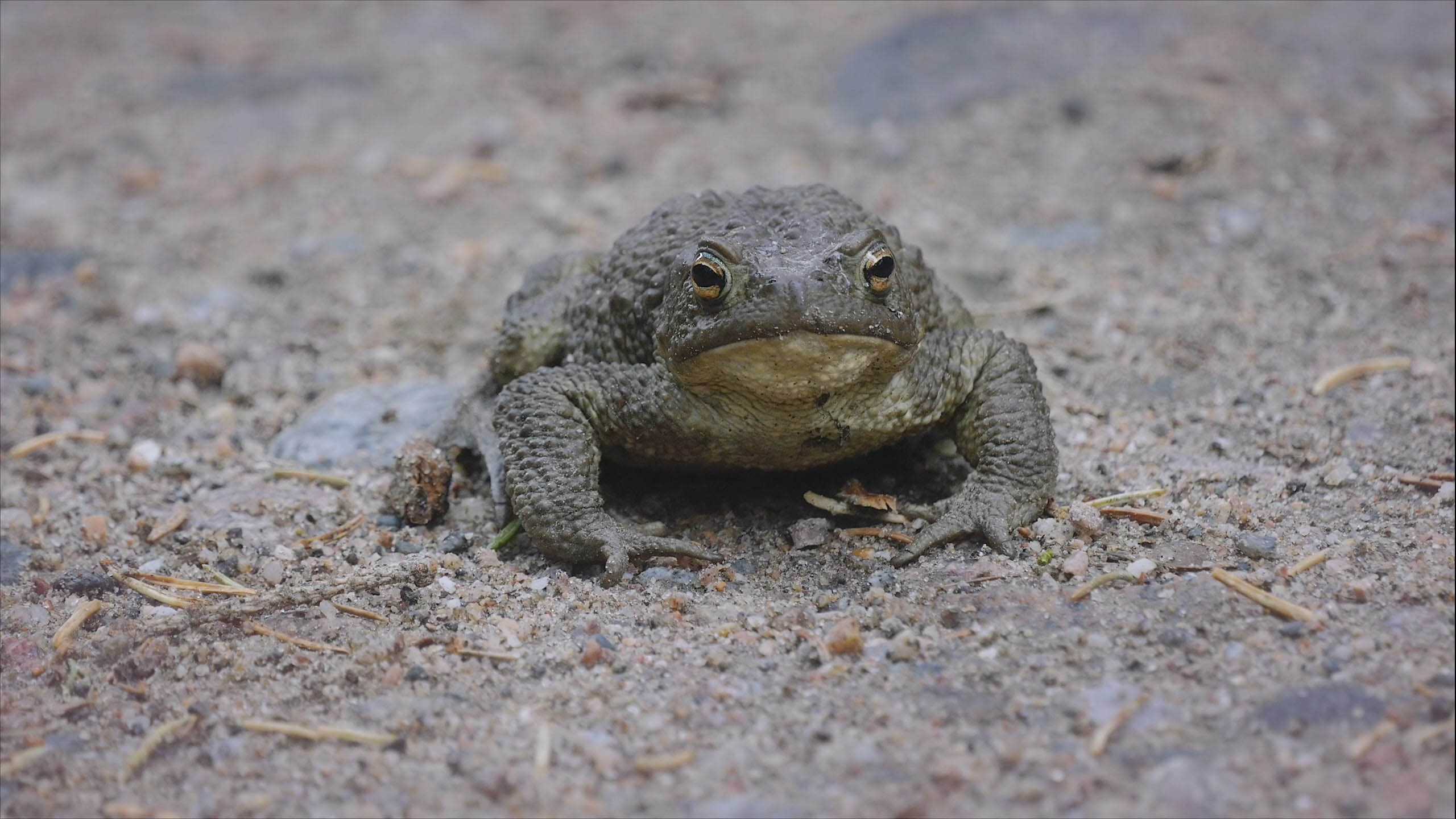 Common toad - Species - UPM Forest Life