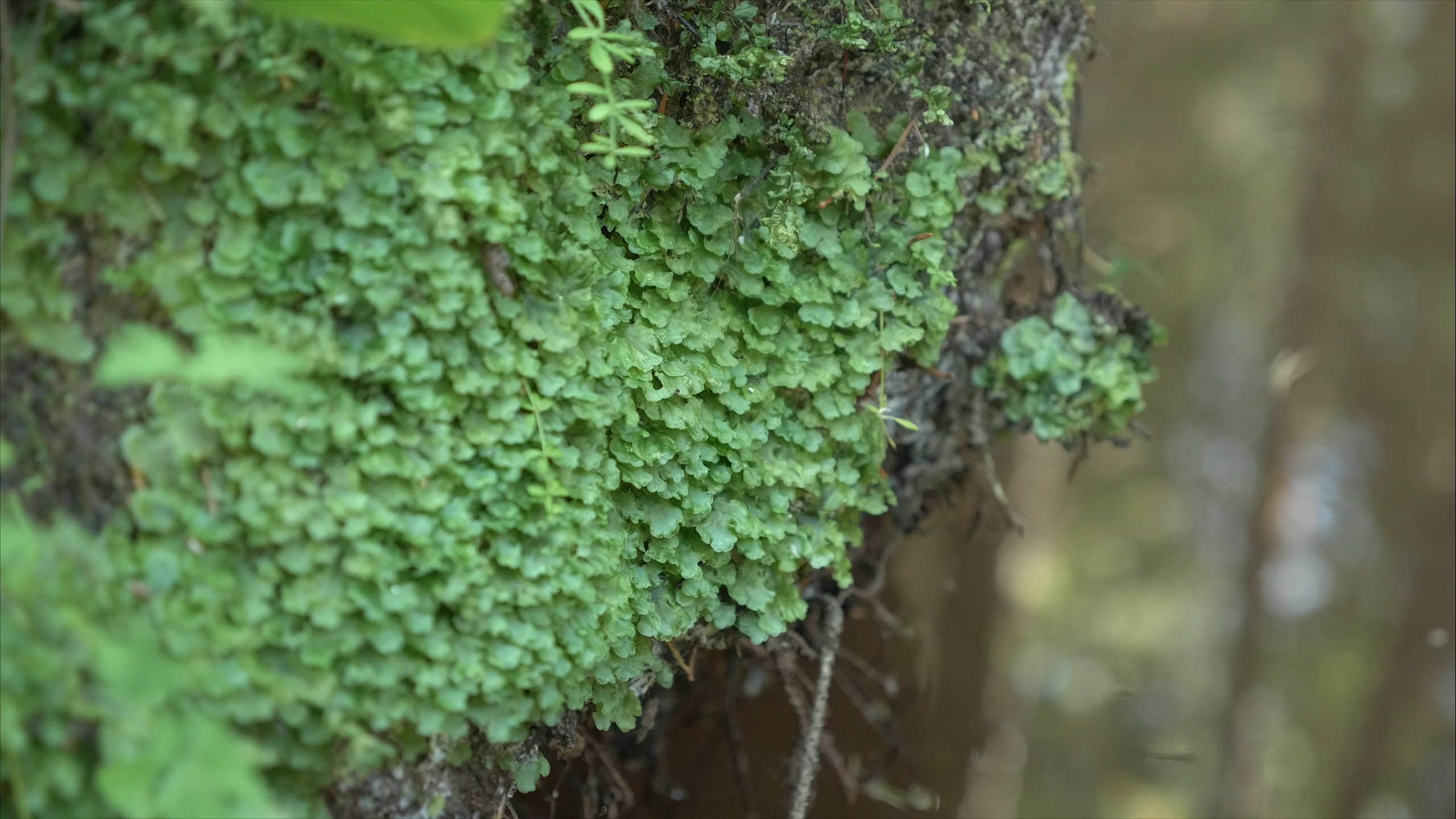 Overleaf pellia - Species - UPM Forest Life