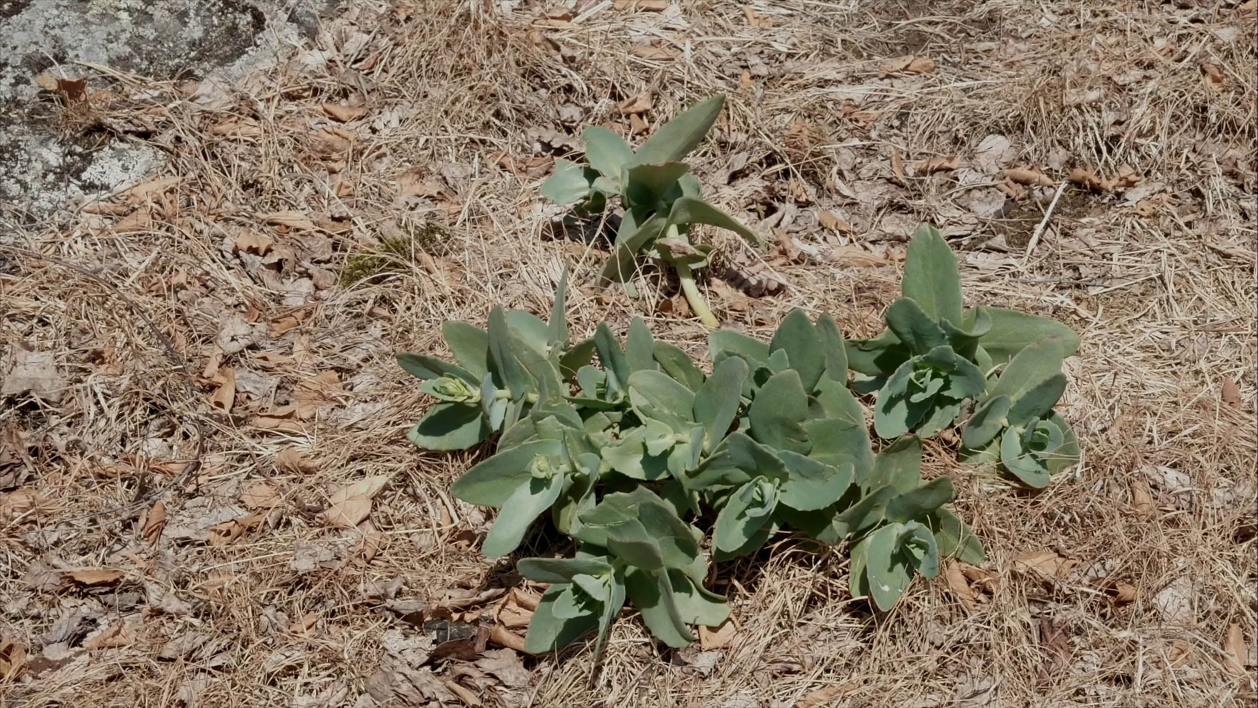 Orpine - Species - UPM Forest Life