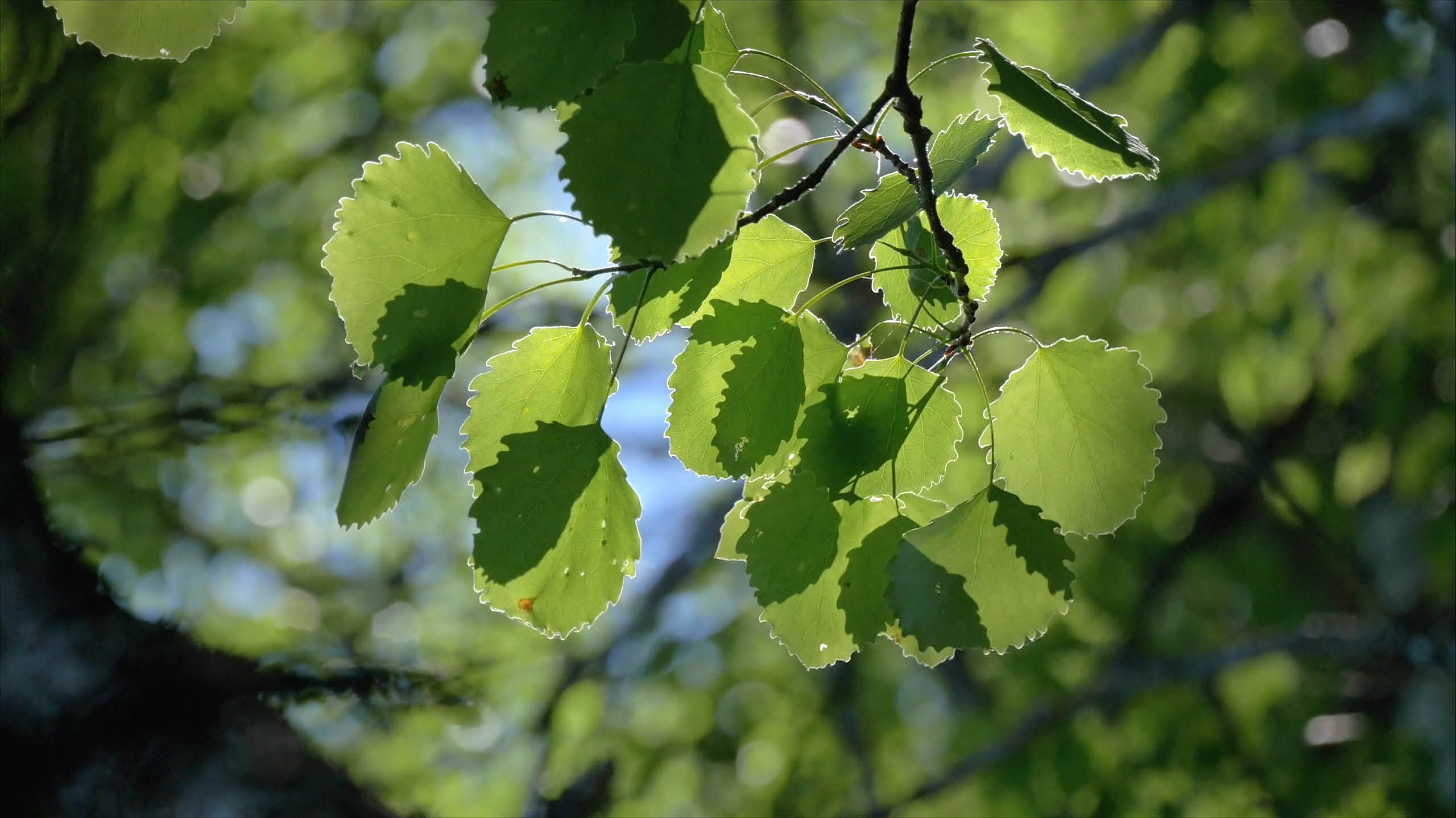 Haapa - Lajit - UPM Forest Life