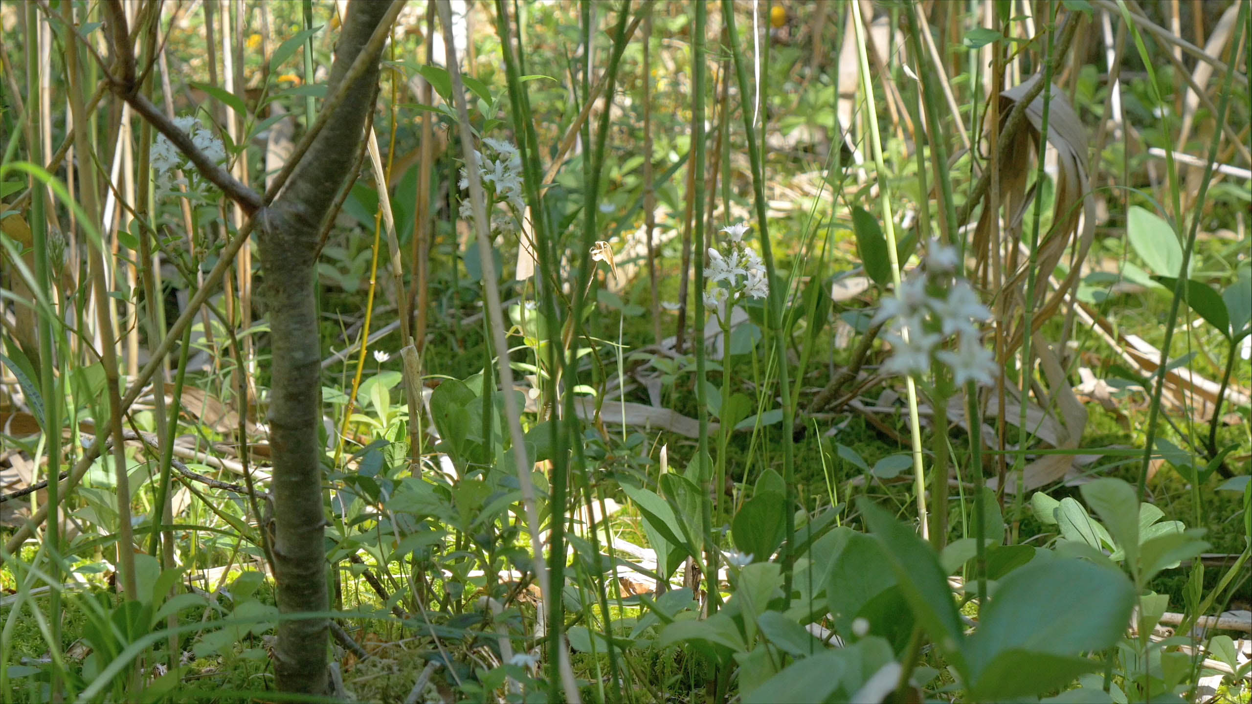 Raate - Lajit - UPM Forest Life