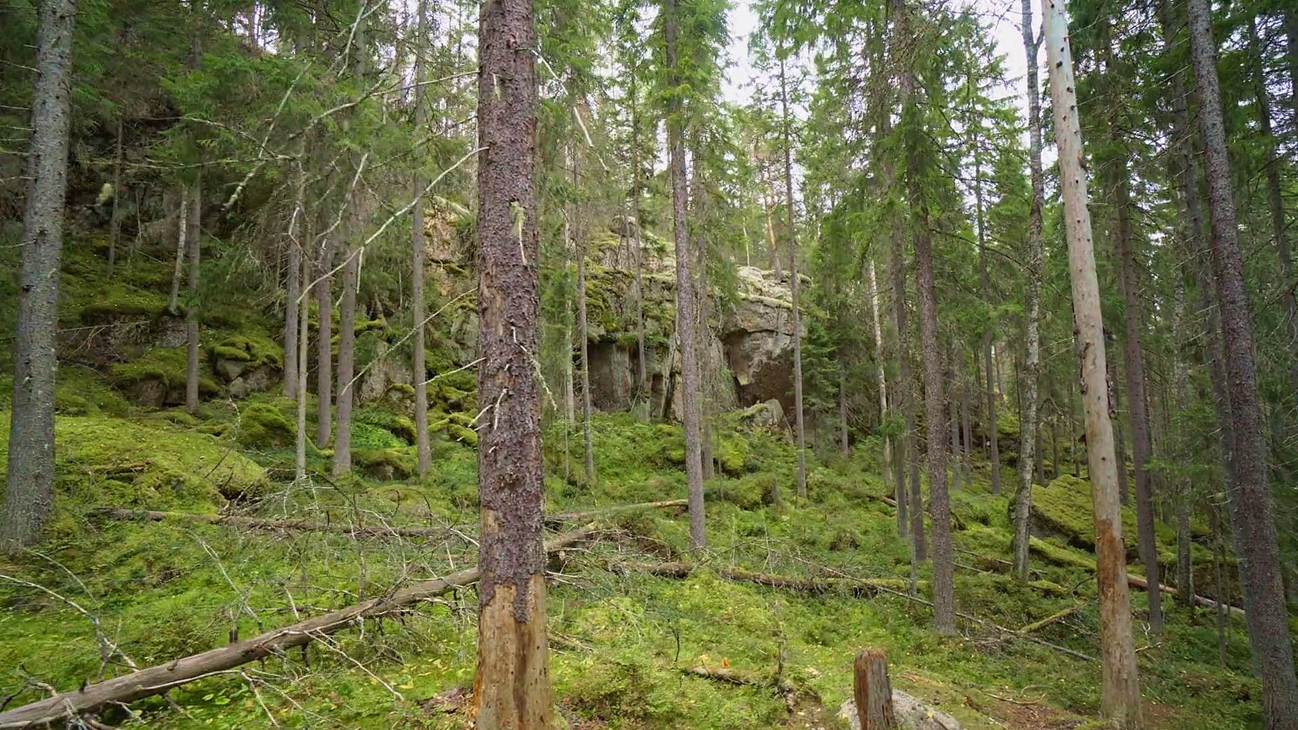 Cliff - Key biotopes - UPM Forest Life