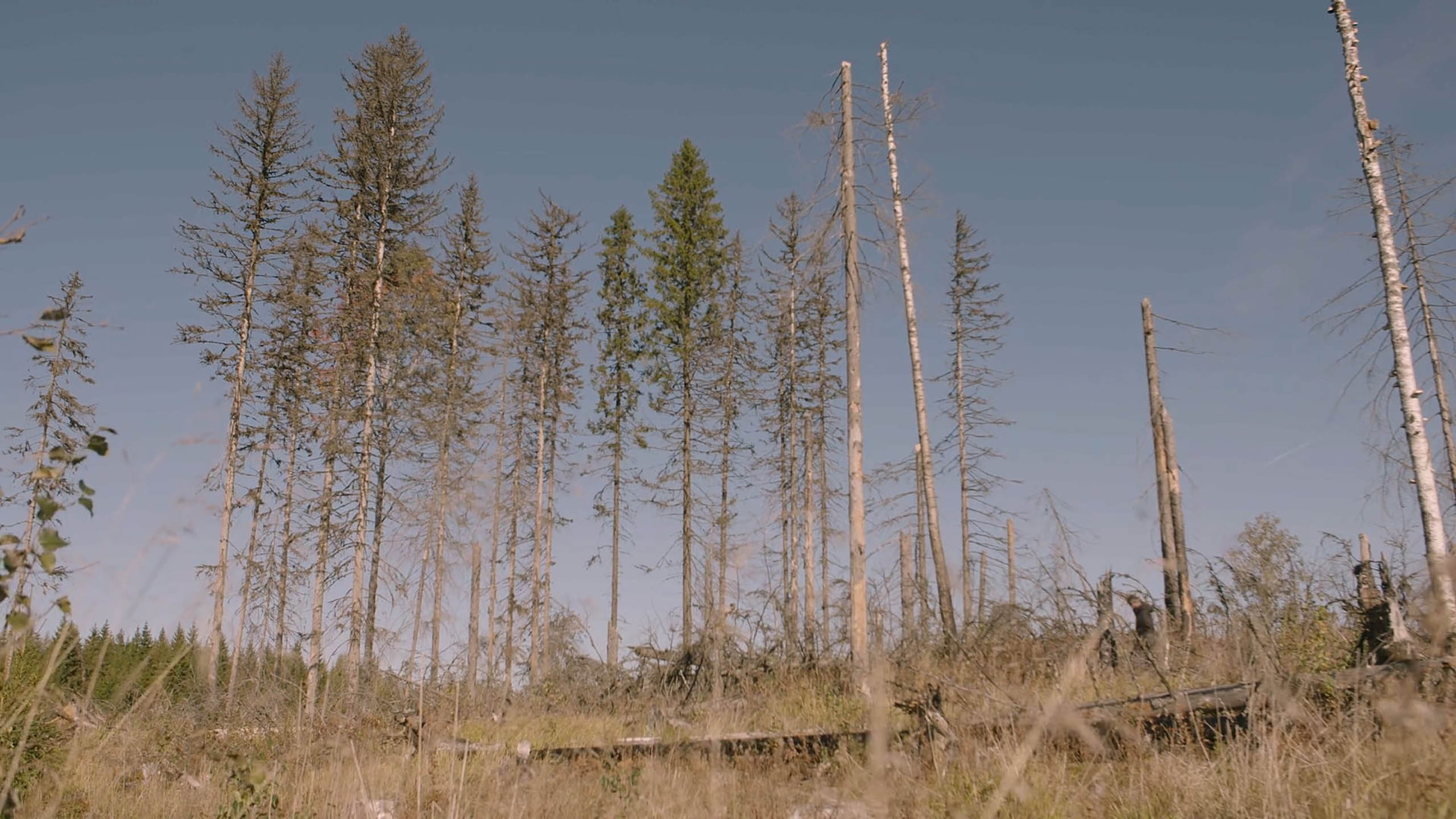 Fire habitat project - Sustainable forestry - UPM Forest Life