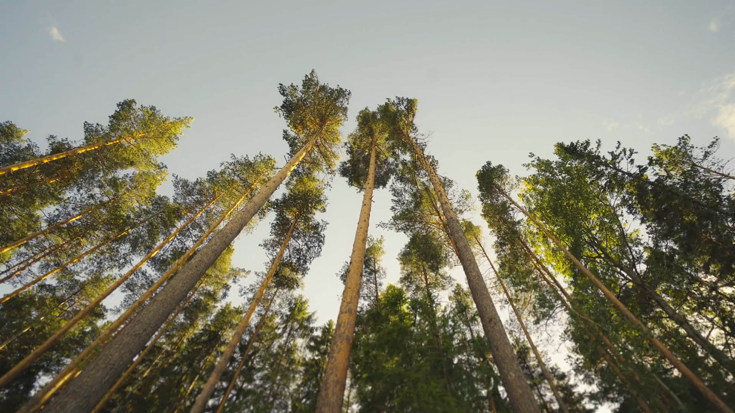 Tree species composition - Sustainable forestry - UPM Forest Life