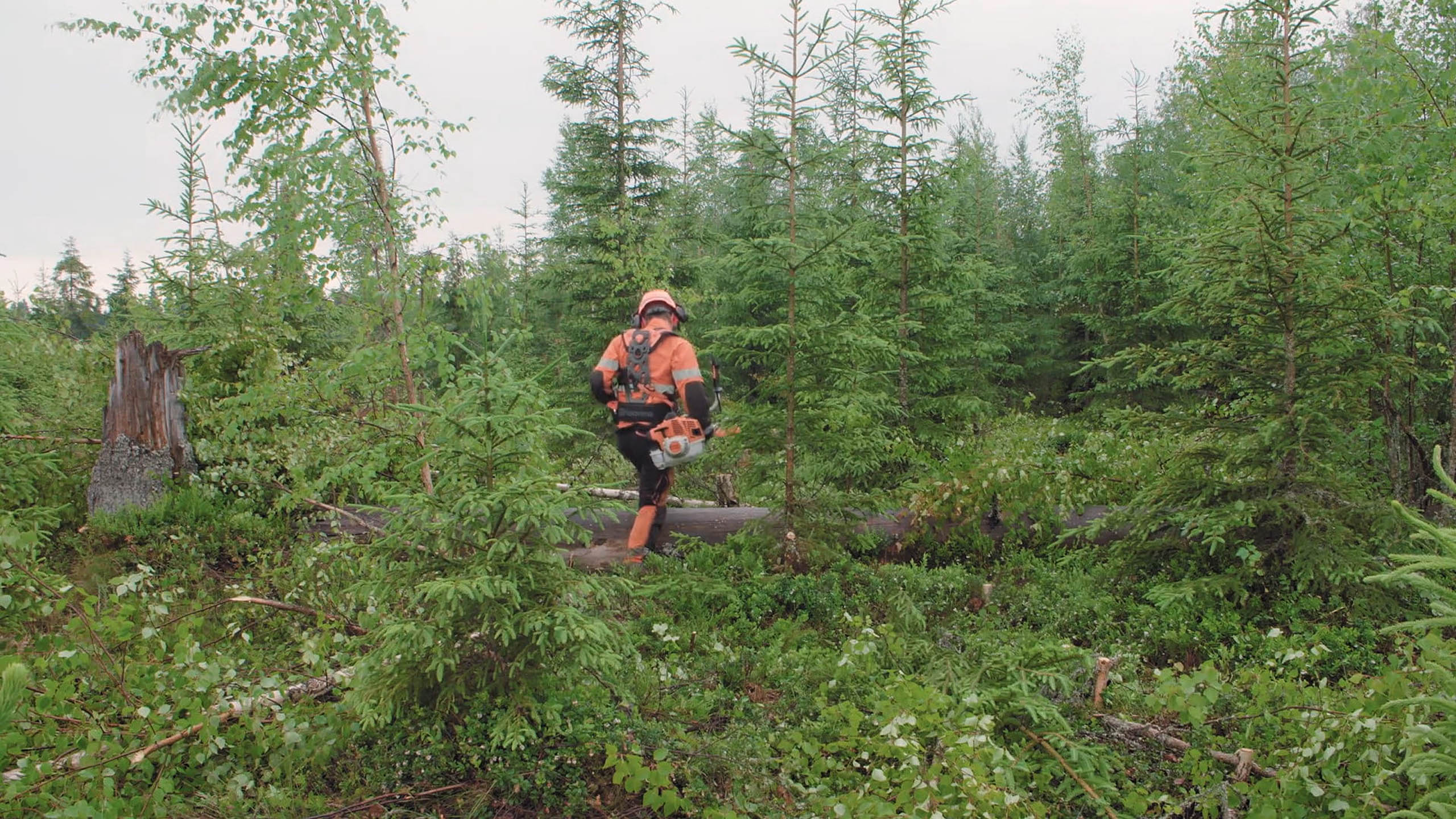 Seedling stand management - Sustainable forestry - UPM Forest Life